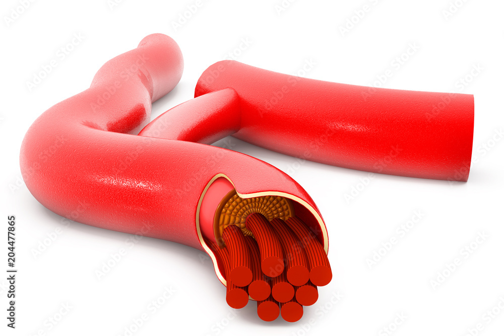 Anatomy of human vessels Stock Illustration | Adobe Stock