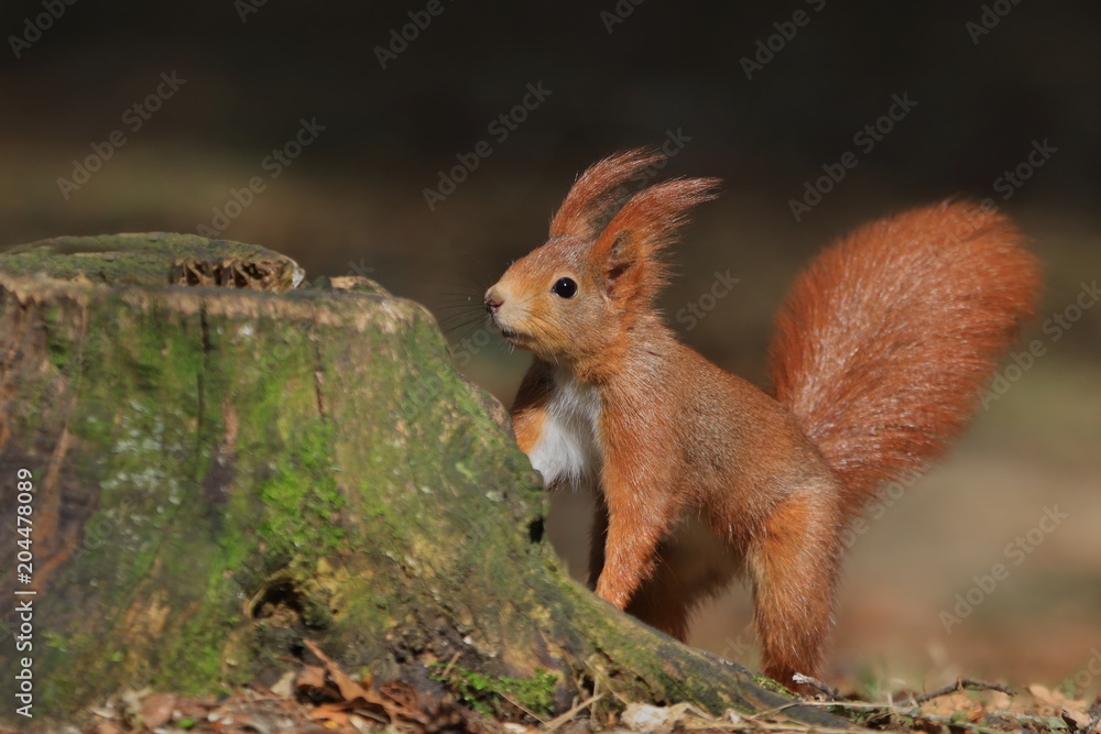 Deciduous Forest Squirrel