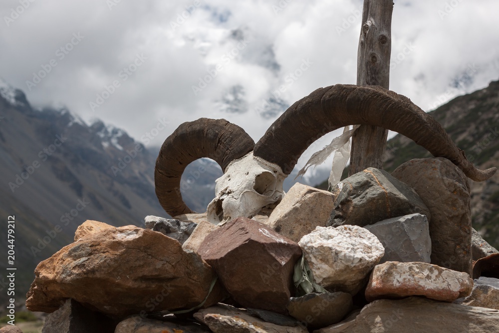 Mountain Goat Skull