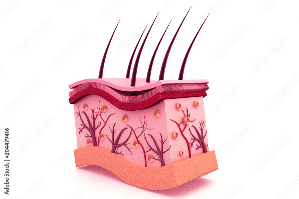 Human skin anatomy Stock Illustration | Adobe Stock