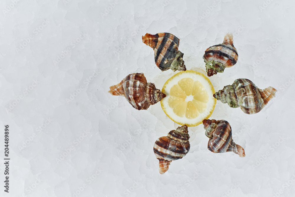 Sea food. Different types of Shrimp, snails, shellfish, fish, crabs ...