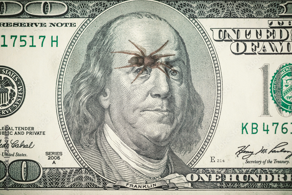 Spider On 5 Dollar Bill