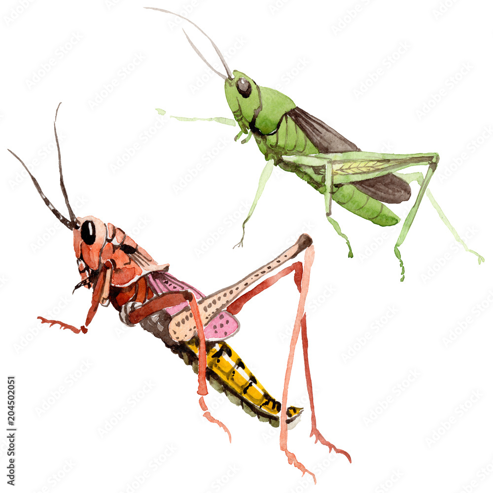 Exotic crickets wild insect in a watercolor style isolated. Full name ...