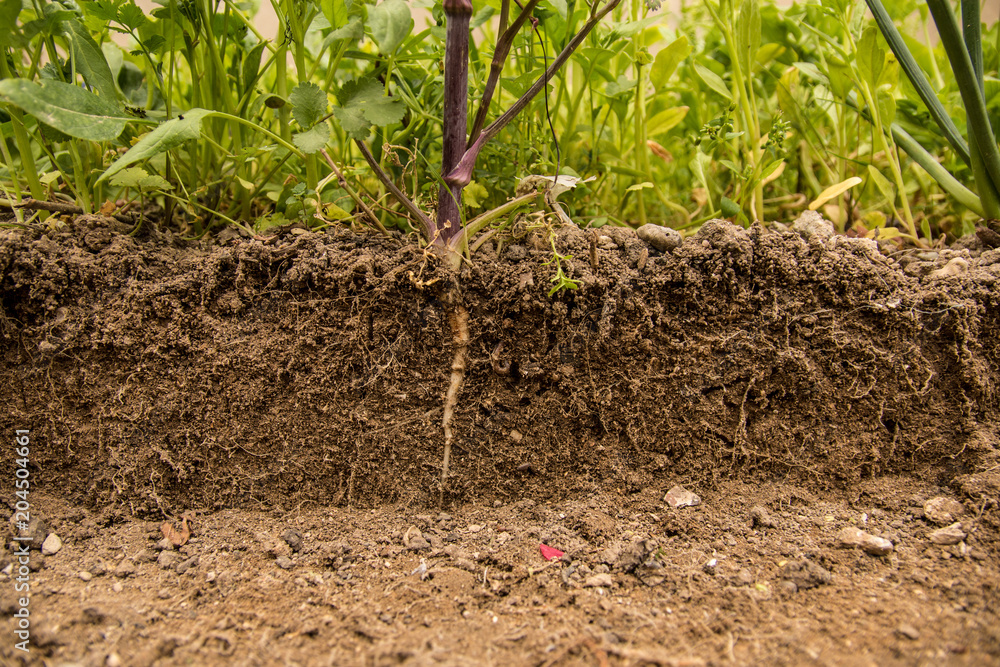 Soil cut and Growing plant with underground root visible. Stock Photo ...