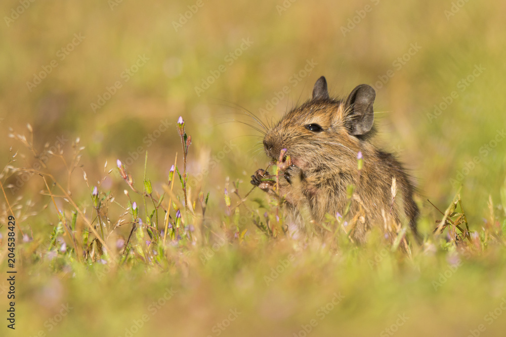 Ratón cola de pincel (Octodon degu) comiendo en el cesped Stock Photo ...