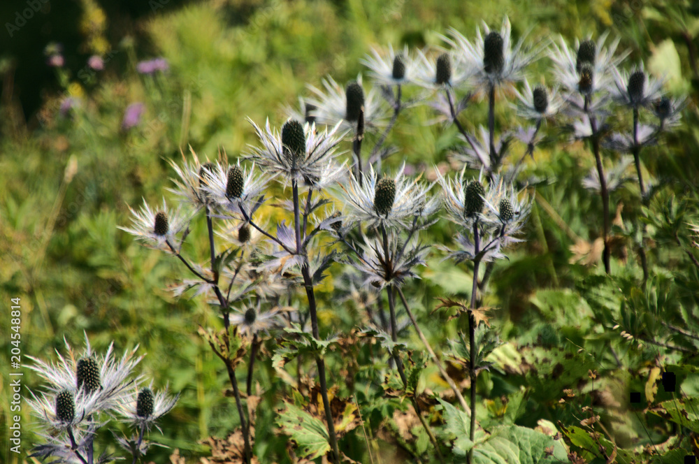 Eryngium alpinum, "Queen-of-the-Alps", perennial herb in the family ...