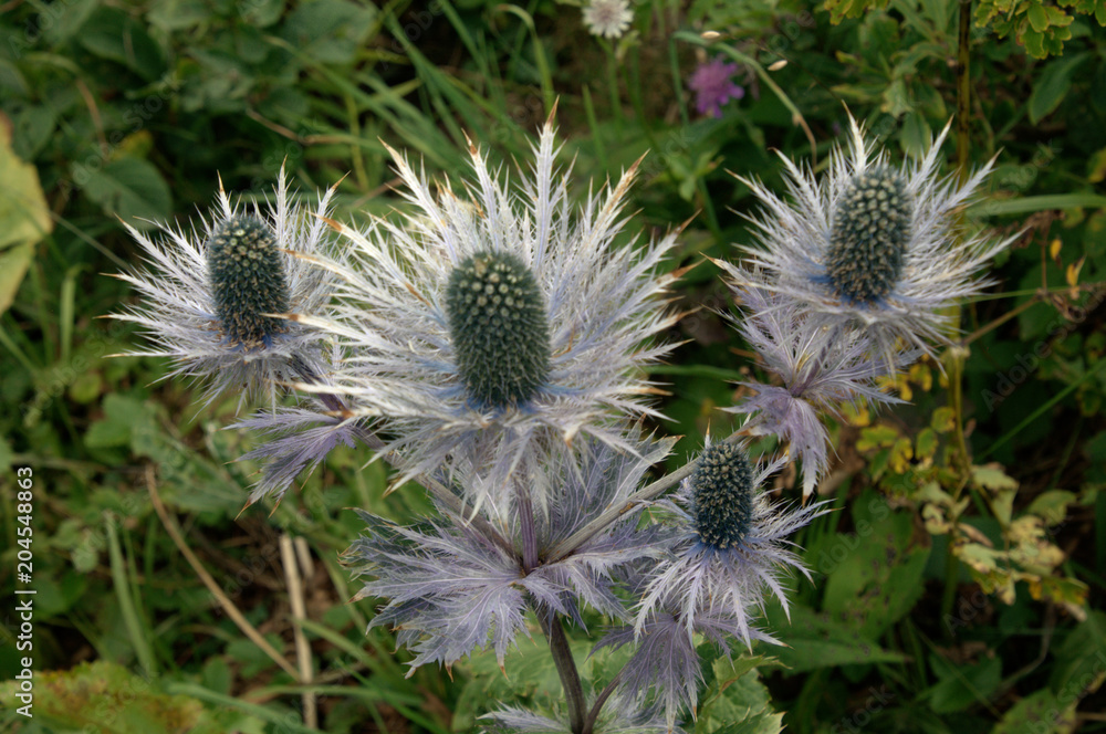 Eryngium alpinum, "Queen-of-the-Alps", perennial herb in the family ...
