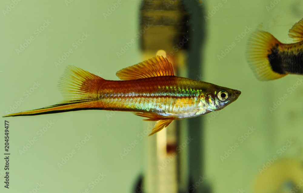 Xiphophorus hellerii (swordtail), a species of freshwater fish in ...