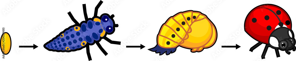 Life cycle of ladybug. Sequence of stages of development of ladybug ...