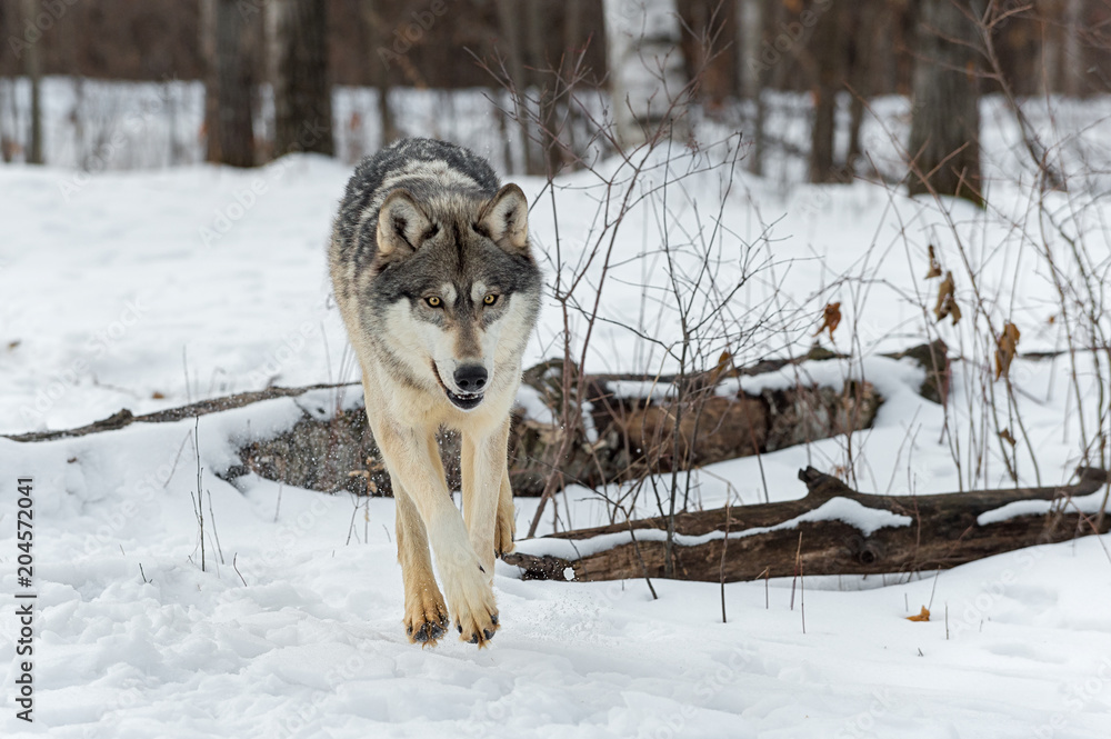 Gray Wolf Jumping