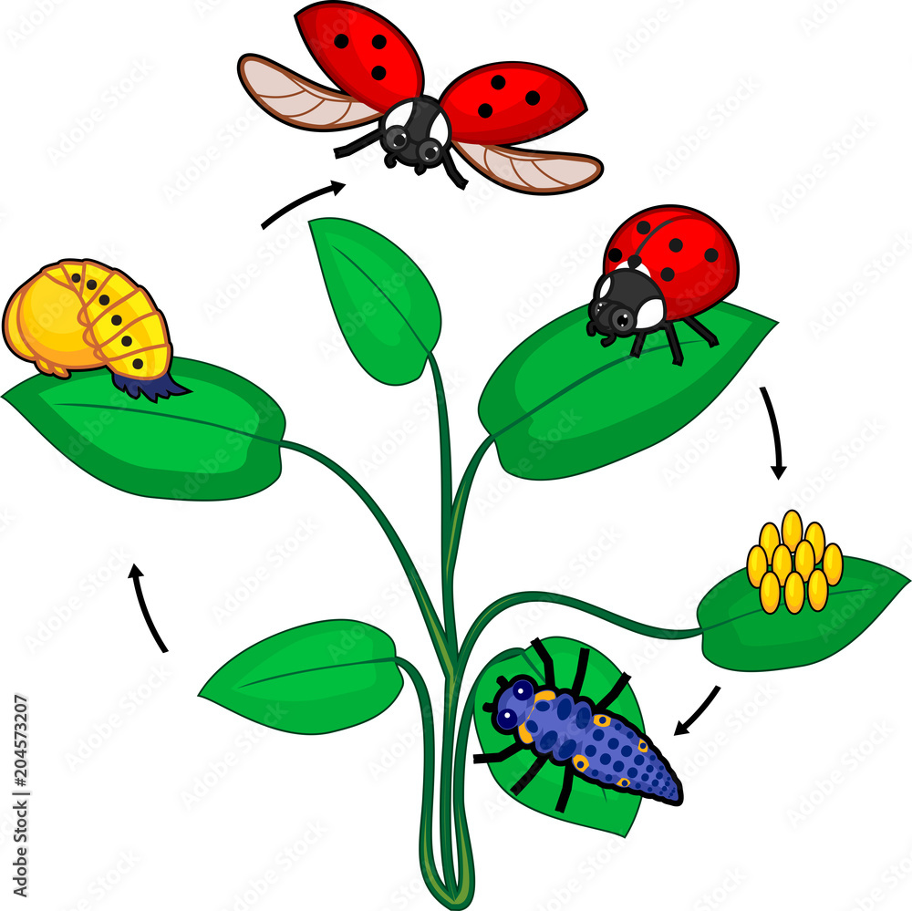 Life cycle of ladybug. Sequence of stages of development of ladybug ...