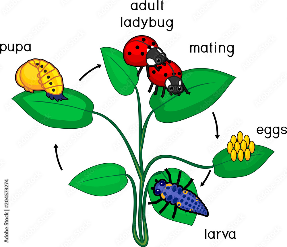 Life cycle of ladybug. Sequence of stages of development of ladybug ...