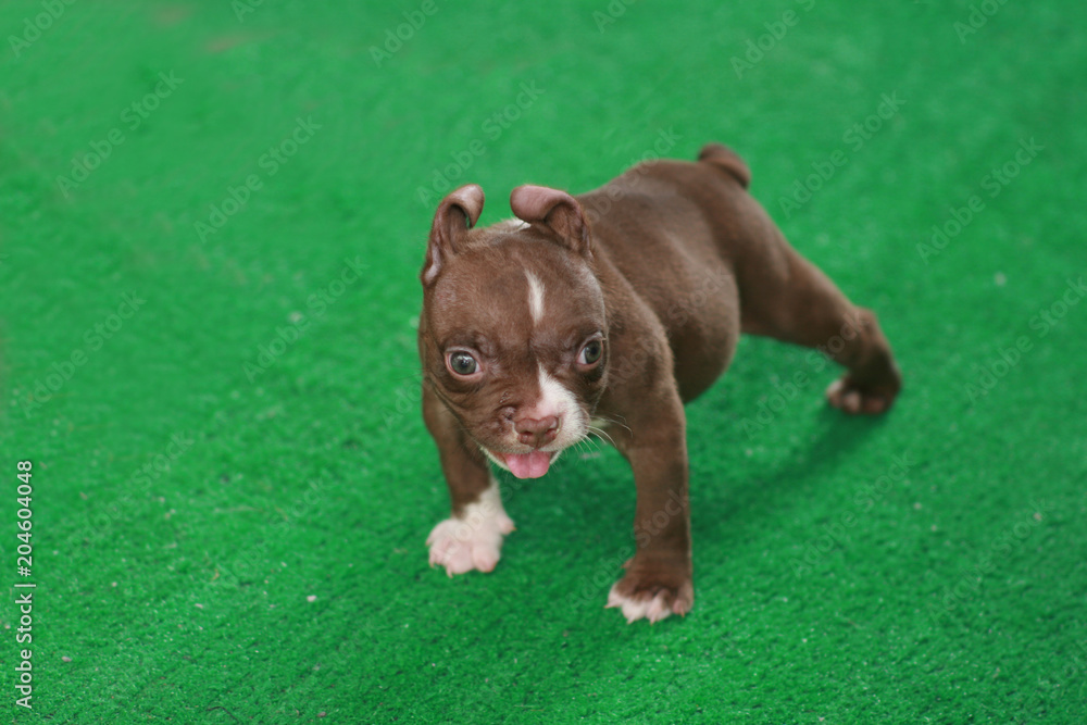 American Bully Puppies Brown