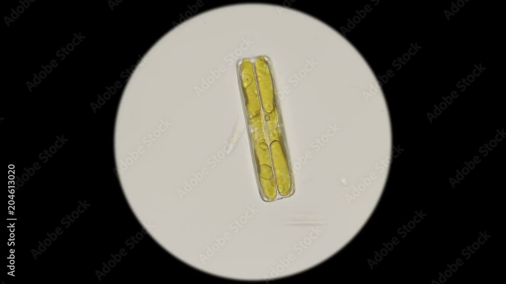diatom algae in fresh water, under a microscope Stock ビデオ | Adobe Stock