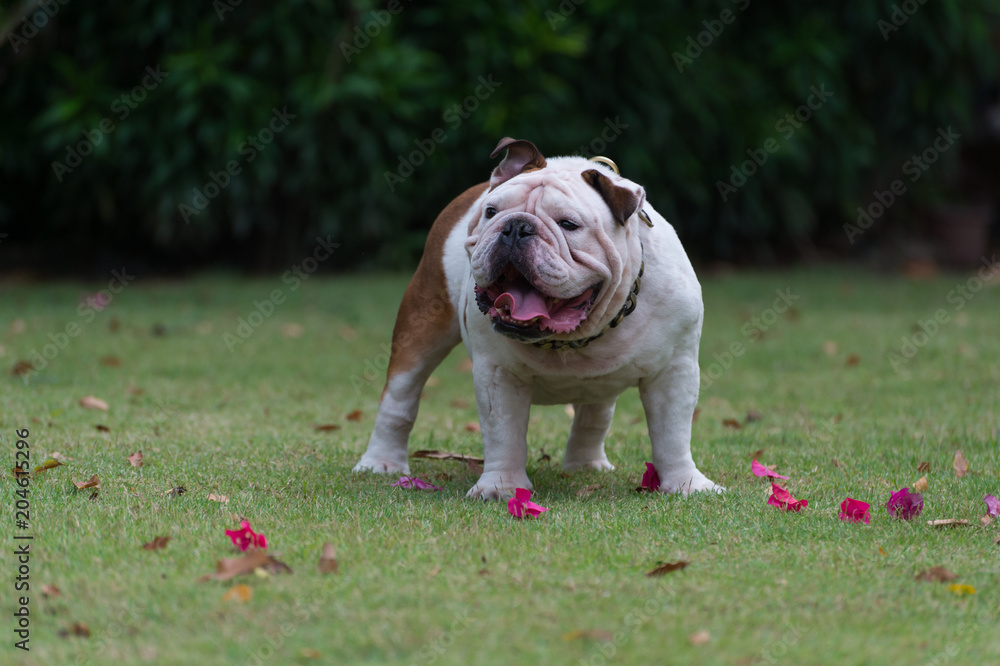 English Bulldog Smile