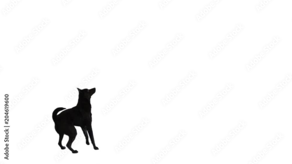 black dog stands and looks and wags its tail on a white background ...