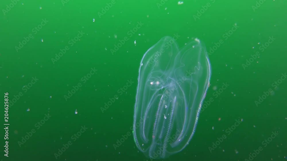Warty comb jelly or American comb jelly (Mnemiopsis leidyi) moves on a ...