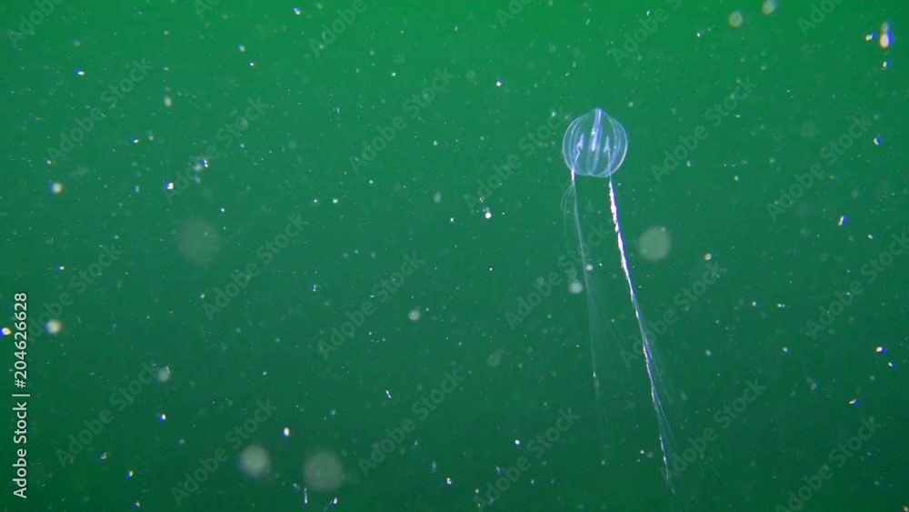 Ctenophora Sea gooseberry (Pleurobrachia pileus) slowly approaches to ...