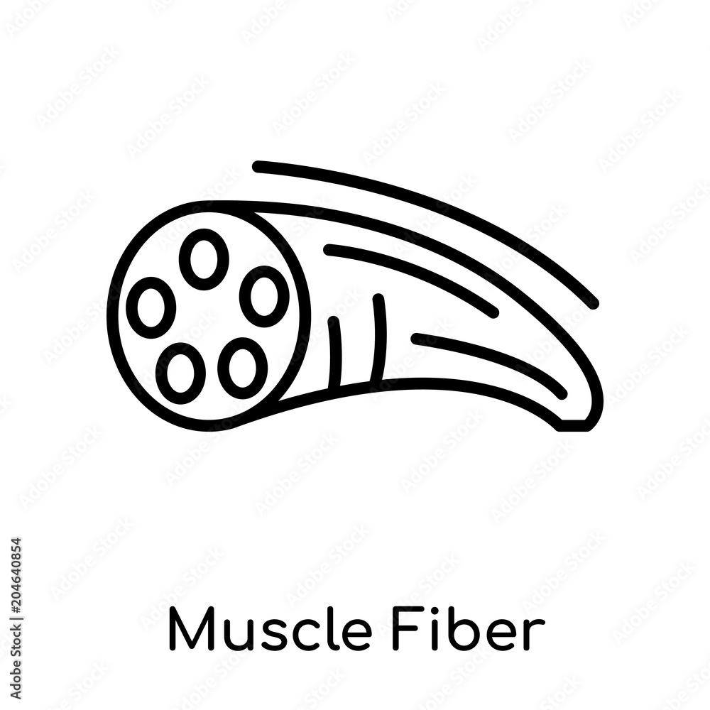 Muscle Fiber icon isolated on white background , black outline sign ...