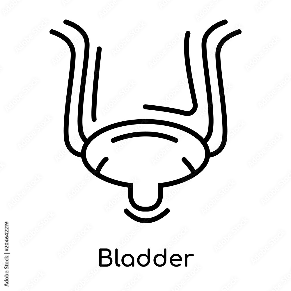 Bladder icon isolated on white background , black outline sign, linear ...