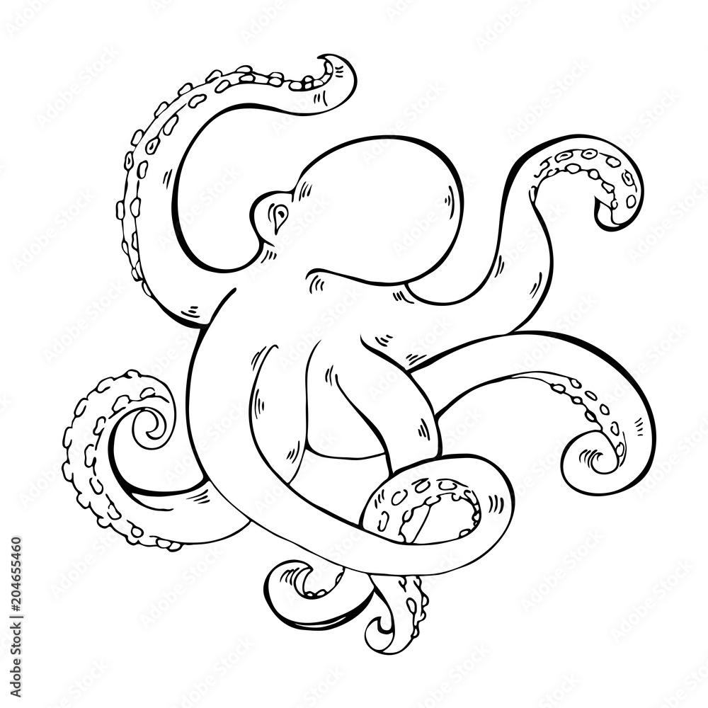 Octopus sketch drawn by ink. Hand drawn vector illustration. Stock ...
