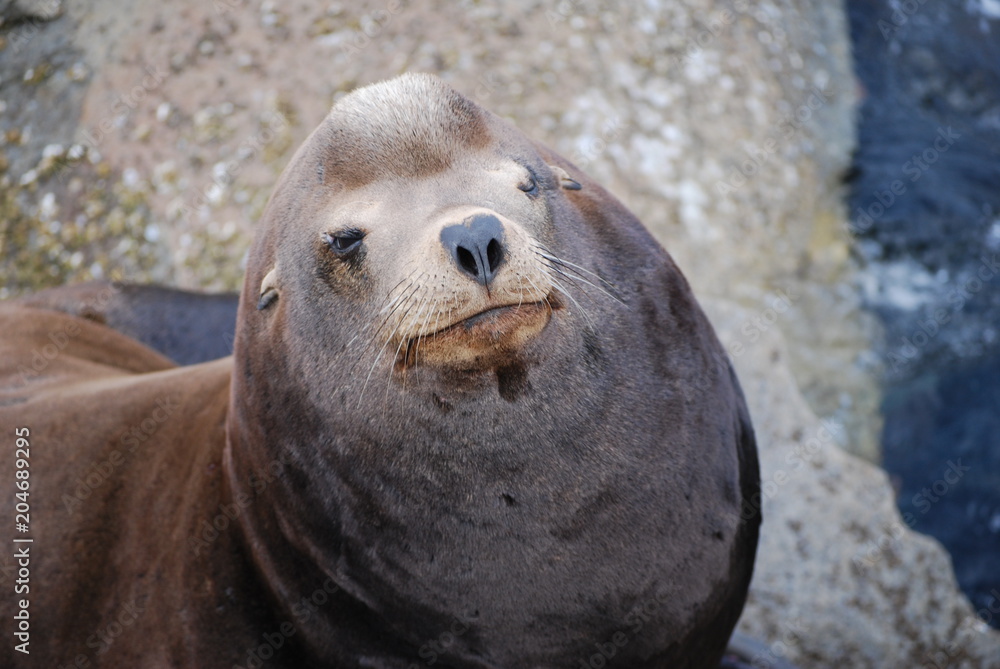 Happy Sea Lion