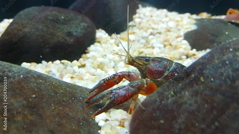 Os crustáceos são animais invertebrados e pertencem à classe dos ...