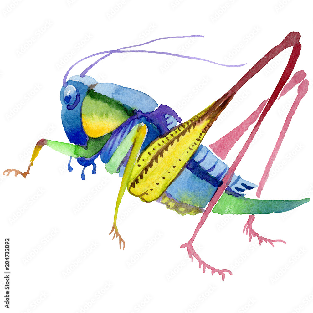 Exotic crickets wild insect in a watercolor style isolated. Full name ...