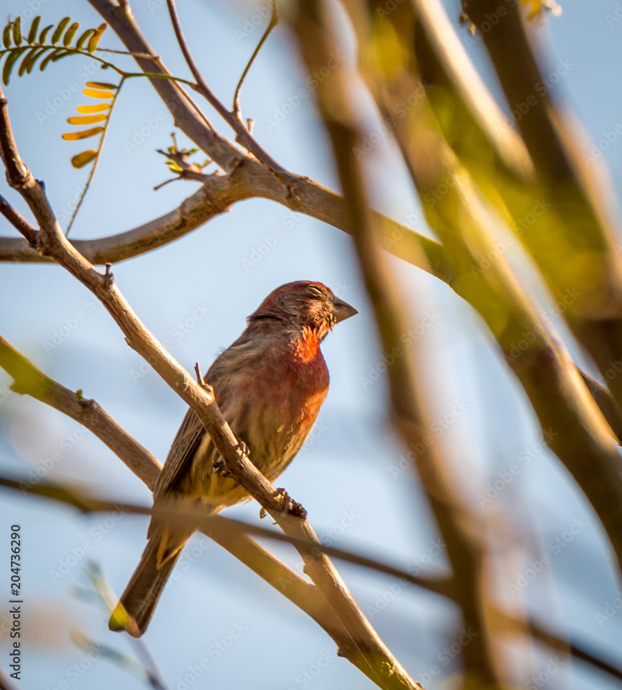 Backyard birds in Phoenix, Arizona are an eclectic bunch and perch in ...