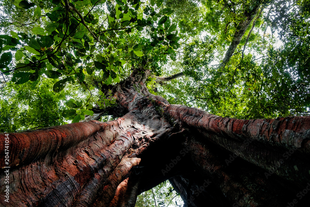 below view of huge millenary tree in the untouched sumatra rainforest ...