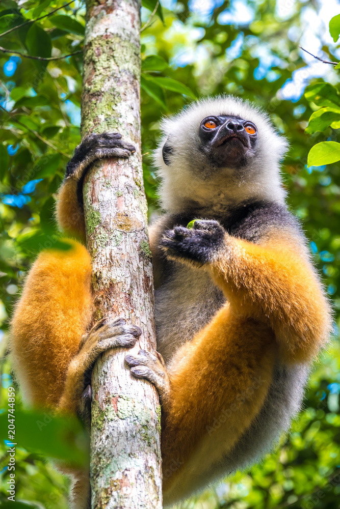 Fotka „Sifaka, a large lemur which jumps from tree to tree in an ...