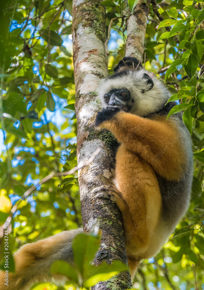 Foto de Sifaka, a large lemur which jumps from tree to tree in an ...