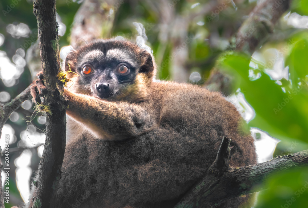 Bamboo lemur, among of the smallest lemur species, Andasibe National ...
