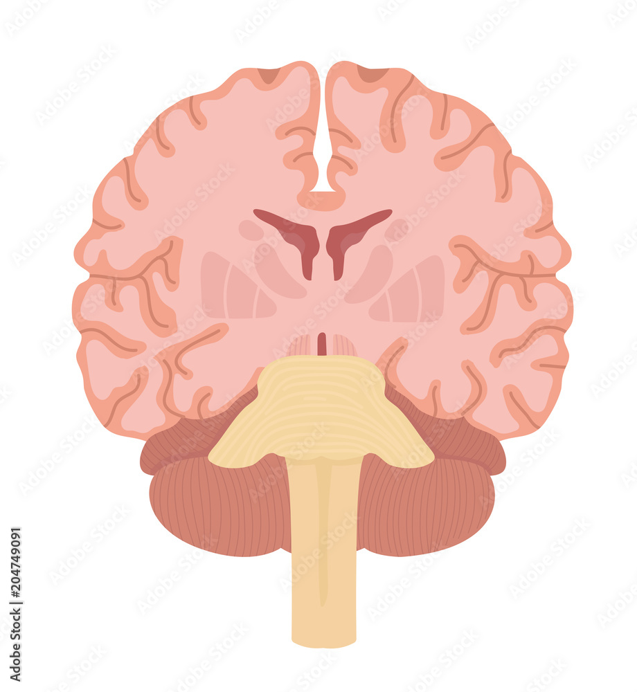 coronal section brain Stock Vector | Adobe Stock
