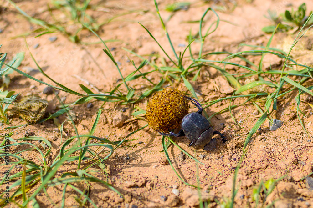 Single Scarabaeus sacer of Sacred Scarab on ground Stock Photo | Adobe ...