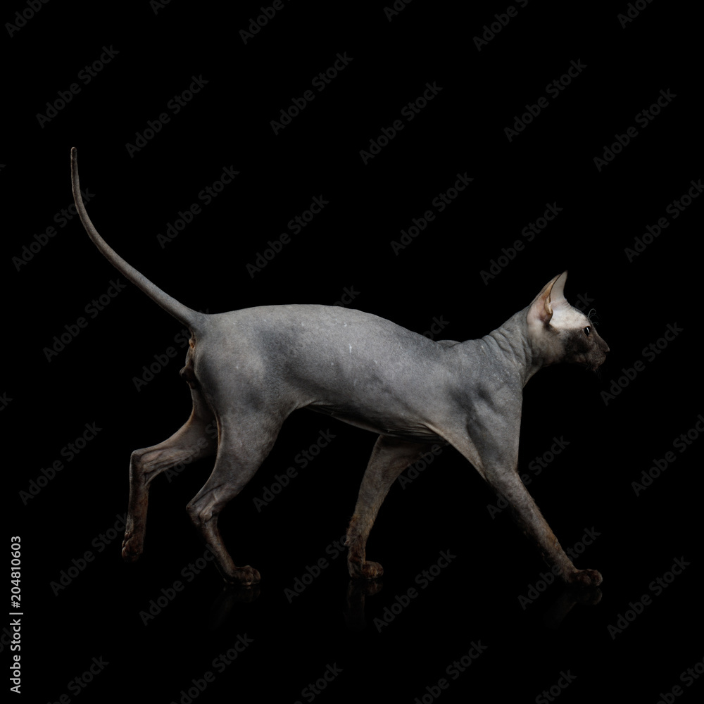 Sphynx Cat Walk and getting pose Isolated on Black Background, side ...