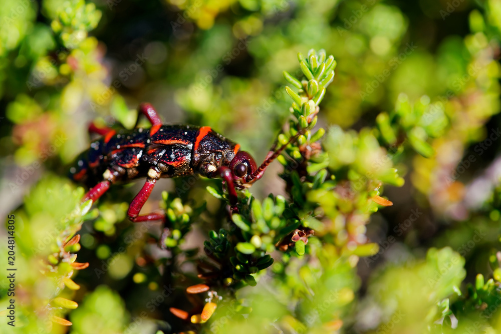 Agathemera crassa eating and hiding. It is a fasmatode insect native to ...