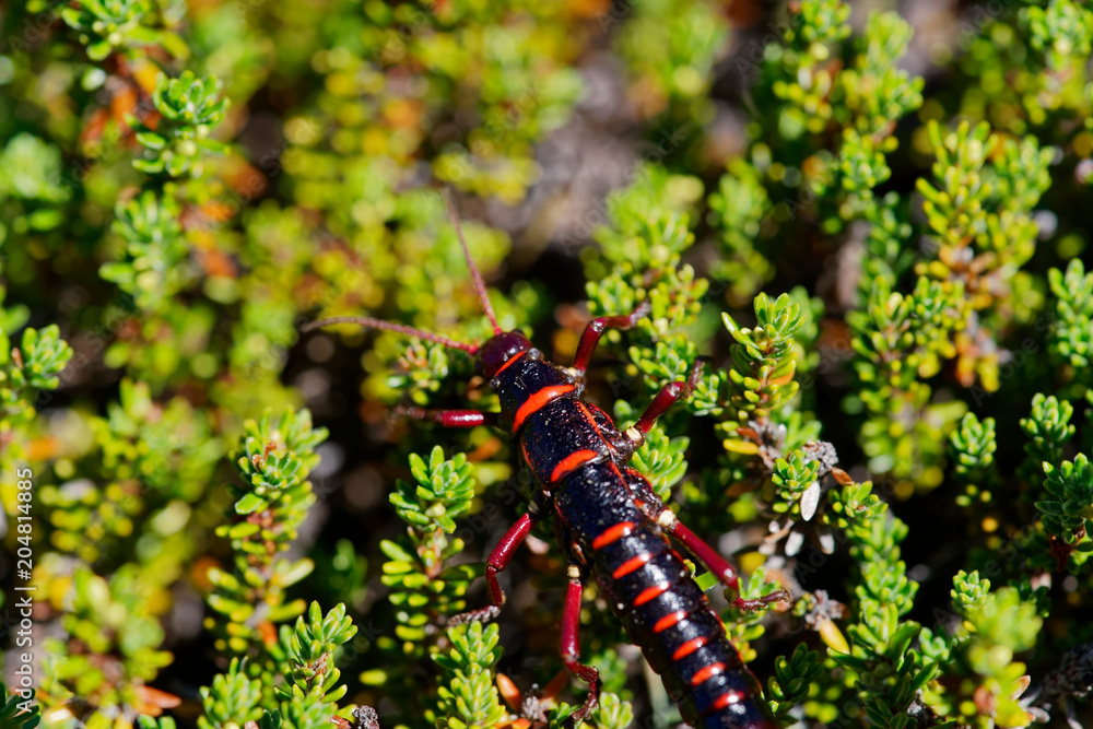 Agathemera crassa eating and hiding. It is a fasmatode insect native to ...