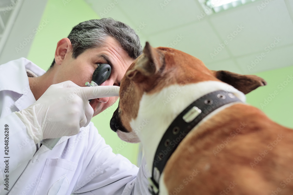 doctor vet checks the eyes and eyes of the dog pitbull terrier Stock ...