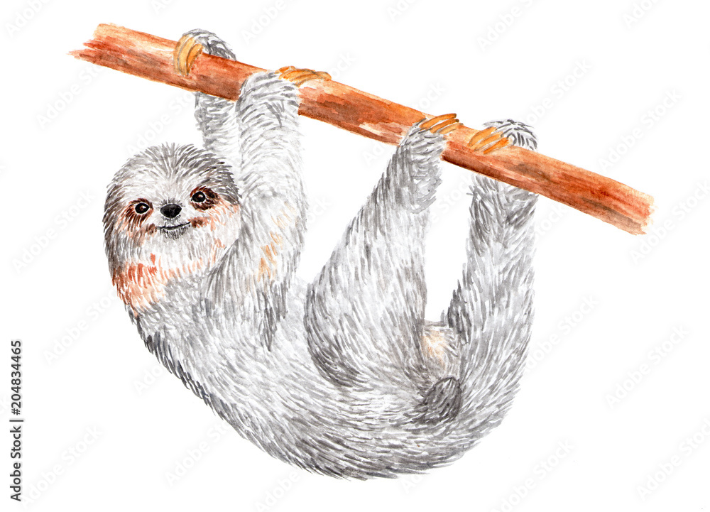 Sloths Crawling