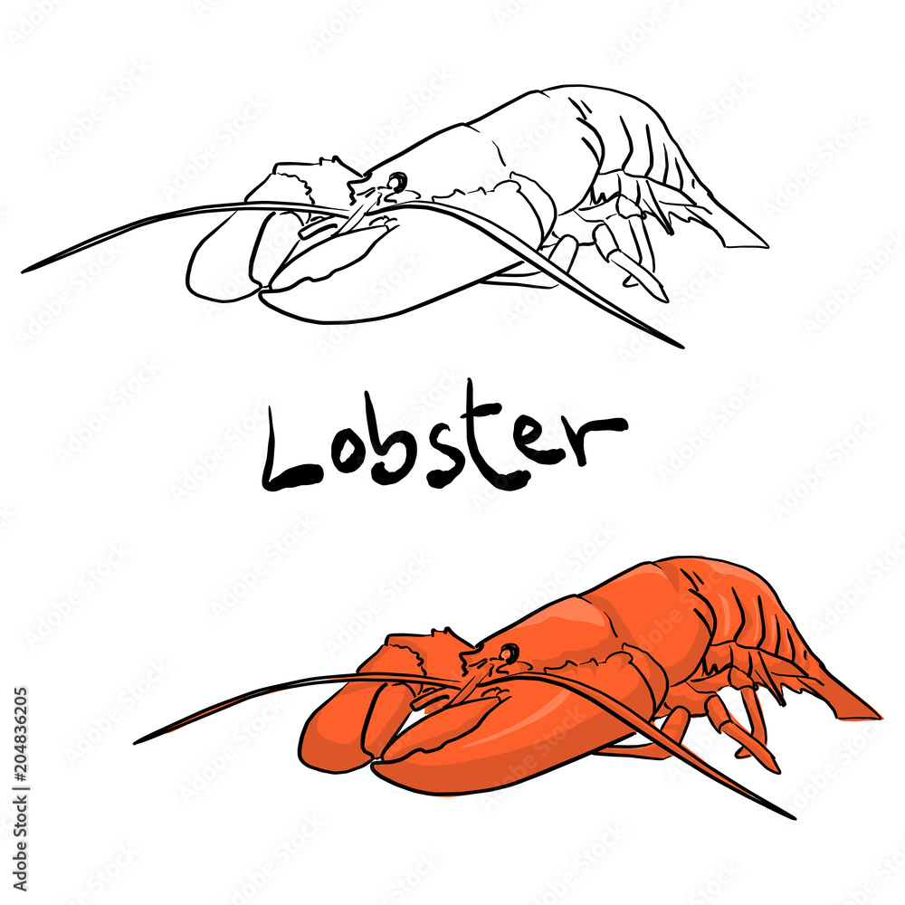 big fresh orange sea lobster vector illustration sketch doodle hand ...