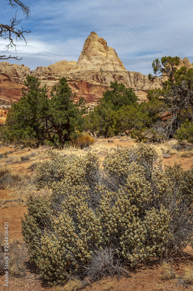 Capitol Reef National Park is in Utah's southern desert. t surrounds a ...