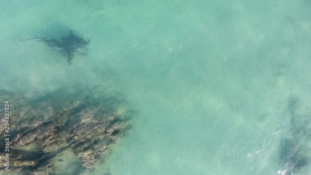 aerial view of a Bull Shark (Carcharhinus leucas). reefs of the Sea of ...