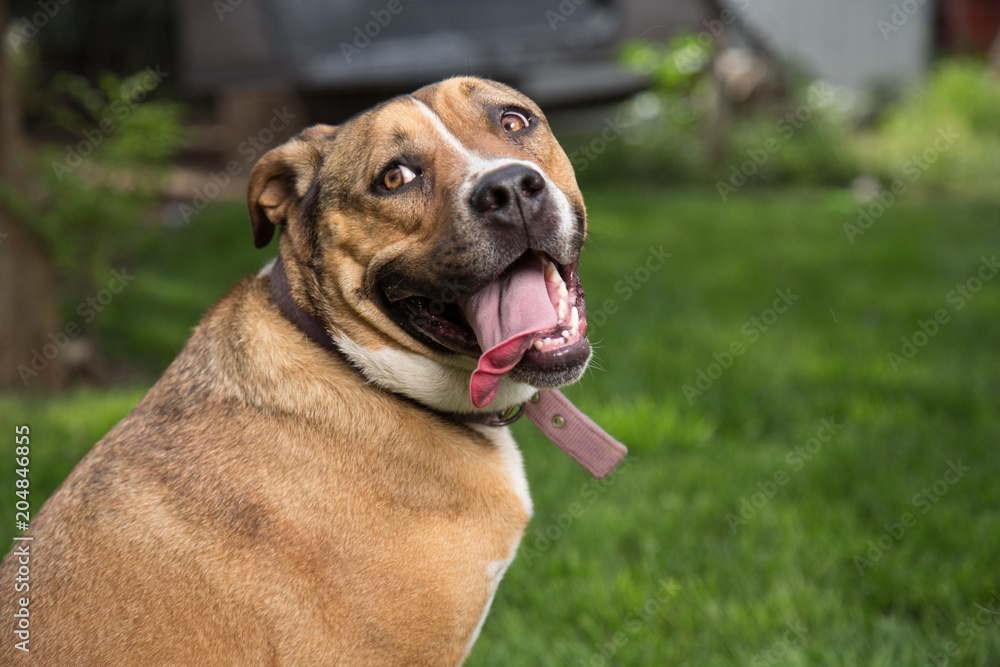 What Kind Of A Dog Is Goofy