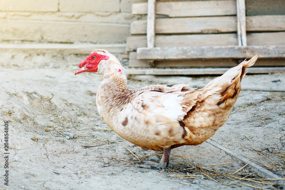 Musky duck on a traditional poultry farm. Agriculture. Stock Photo ...