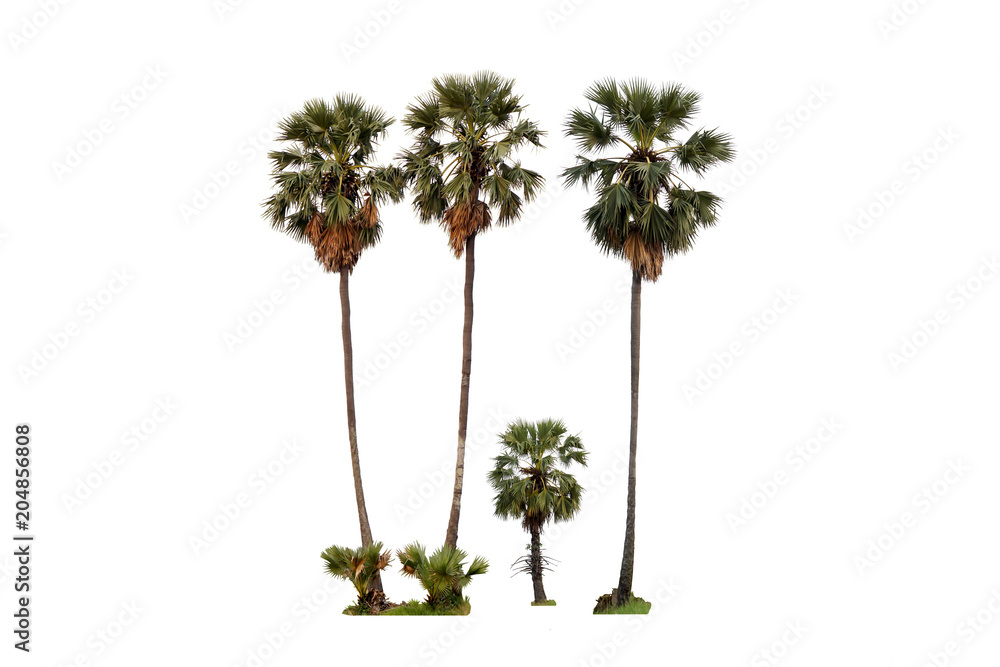 Poster Four sugar palm tree isolated on white background, Family tree ...