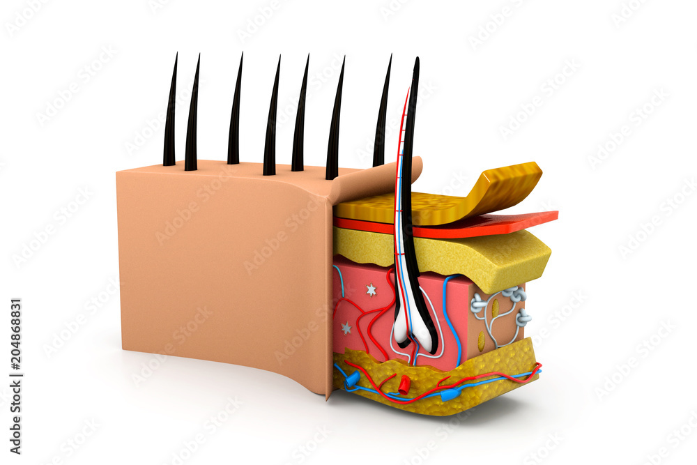 Human skin anatomy.3d render Stock Illustration | Adobe Stock