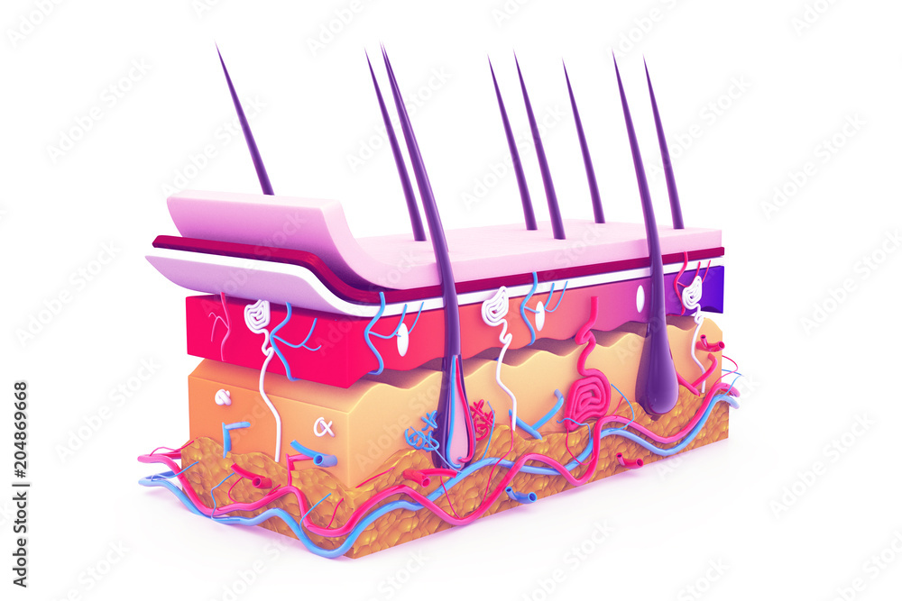 Human skin anatomy Stock Illustration | Adobe Stock