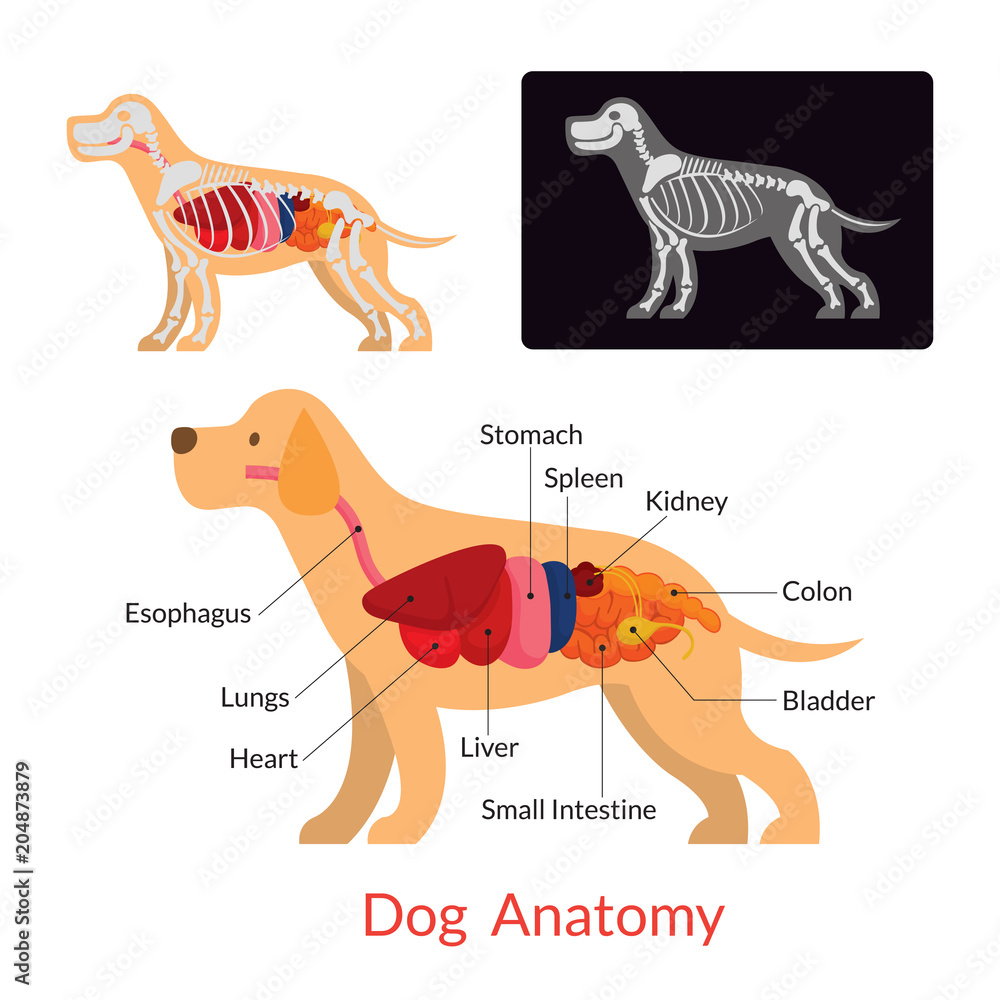 Canine Internal Anatomy Chart Poster Laminated | atelier-yuwa.ciao.jp