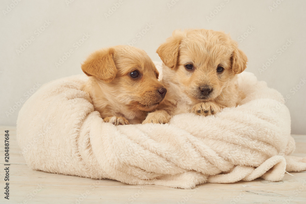 Zdjęcie Stock: pieski, piesek ,pies , psinka, młody piesek, przyjaźń ...